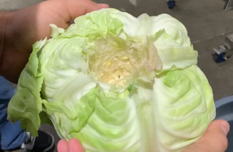 Electric Cabbage Corer | Charlies Machine Longmont, Colorado